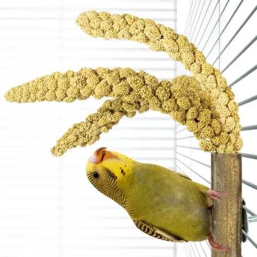 Back Zoo Nature - Uchwyt na proso dla wszystkich papug - ParrotPlanet.pl